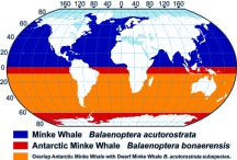 Minke Whale