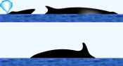 Minke Whale